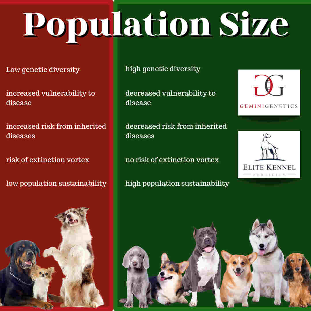 Rare Breed Dogs The Effect Of Population Size Gemini Genetics rare-breed-dogs-the-effect-of-population-size-gemini-genetics